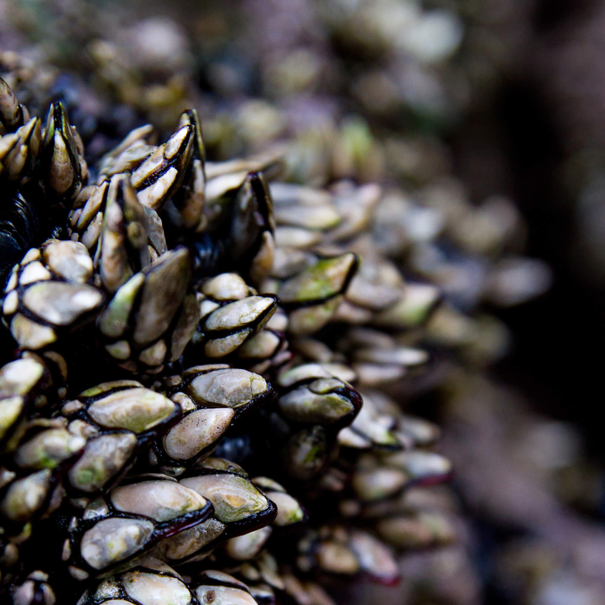 ¡Percebes de los Acantilados Gallegos! | Guíate Galicia
