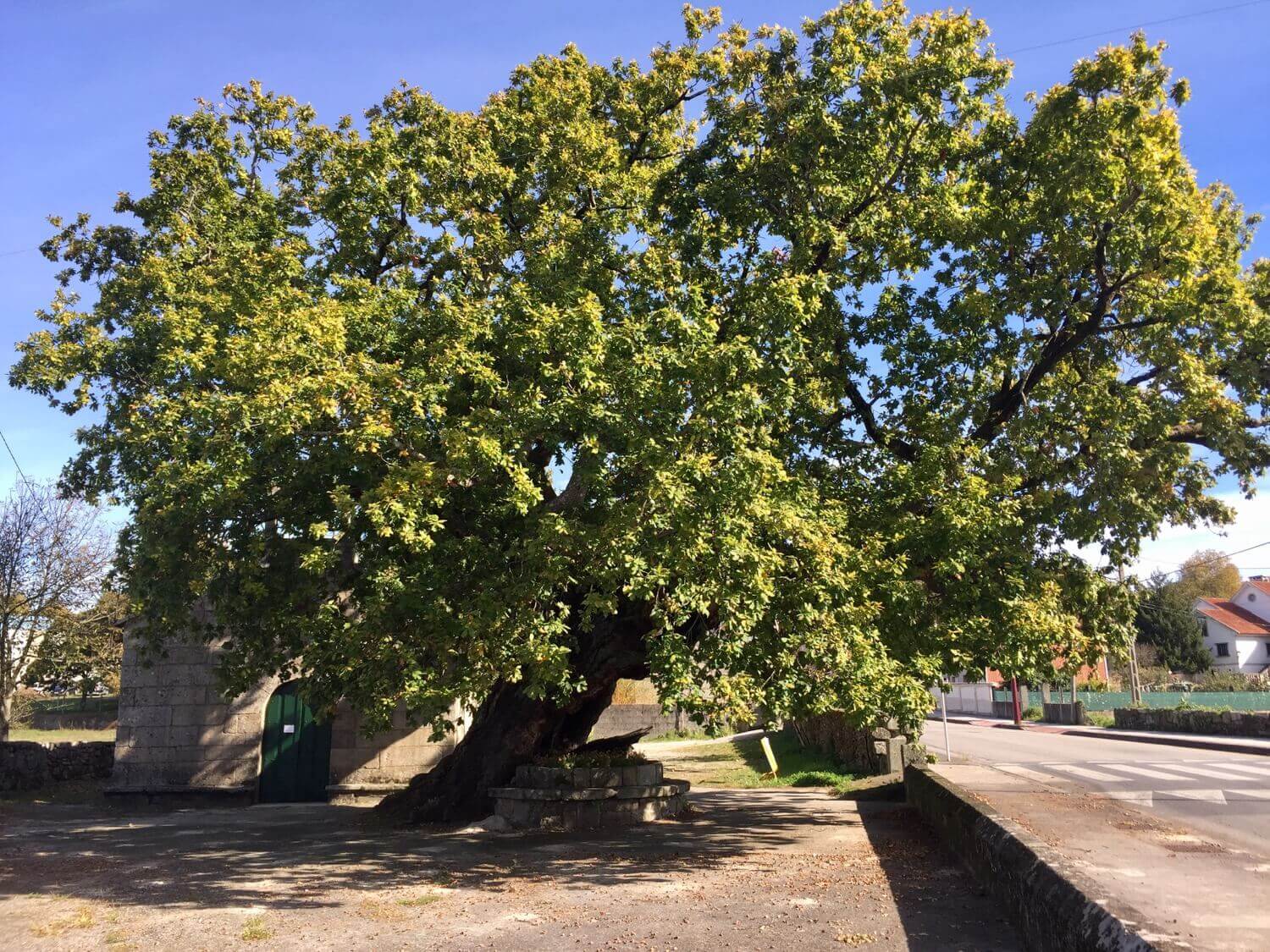 El Carballo de Santa Margarita, Árbol Singular de Galicia | Guíate Galicia