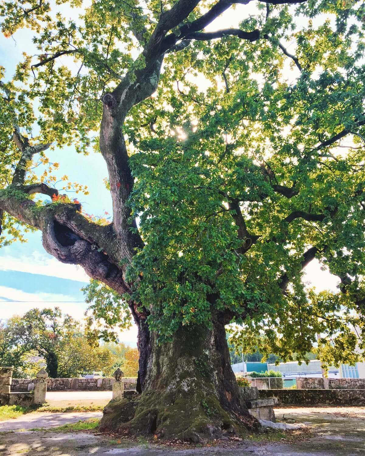 El Carballo de Santa Margarita, Árbol Singular de Galicia | Guíate Galicia