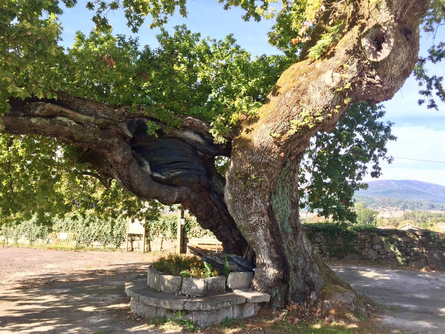 El Carballo de Santa Margarita, Árbol Singular de Galicia | Guíate Galicia